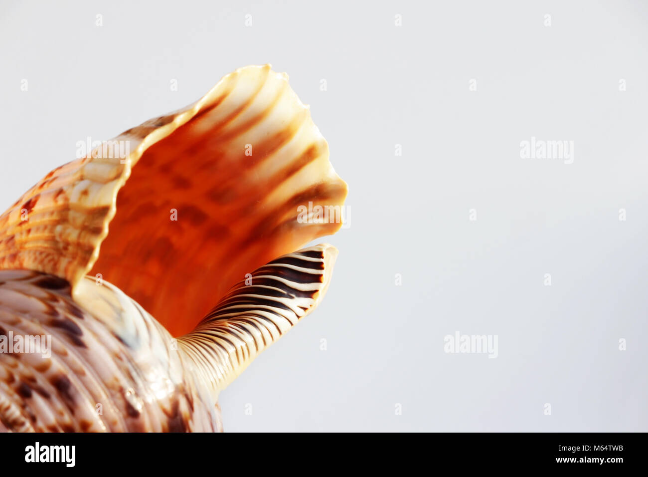 Empty shell of sea snail, Atlantic triton trumpet, Charonia variegata ...