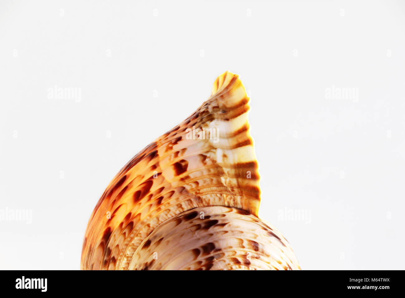 Empty shell of sea snail, Atlantic triton trumpet, Charonia variegata ...