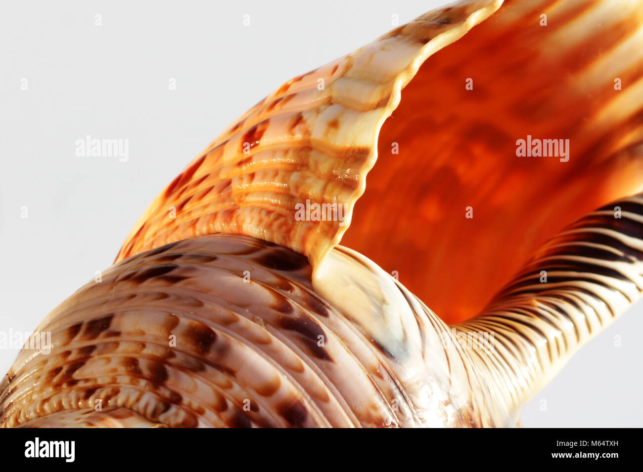 Empty shell of sea snail, Atlantic triton trumpet, Charonia variegata ...