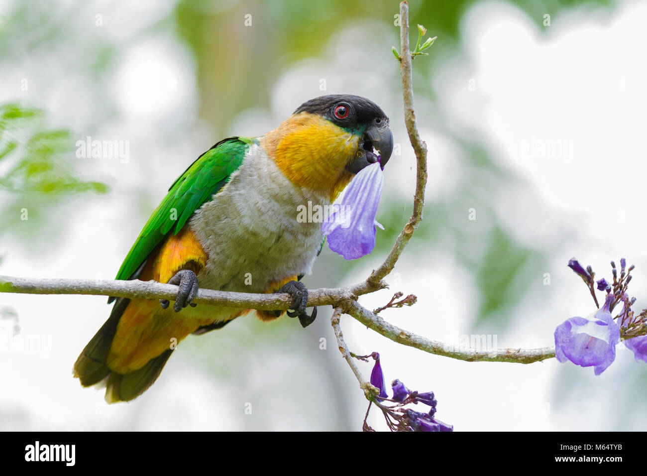 A colorful parrot Stock Photo - Alamy
