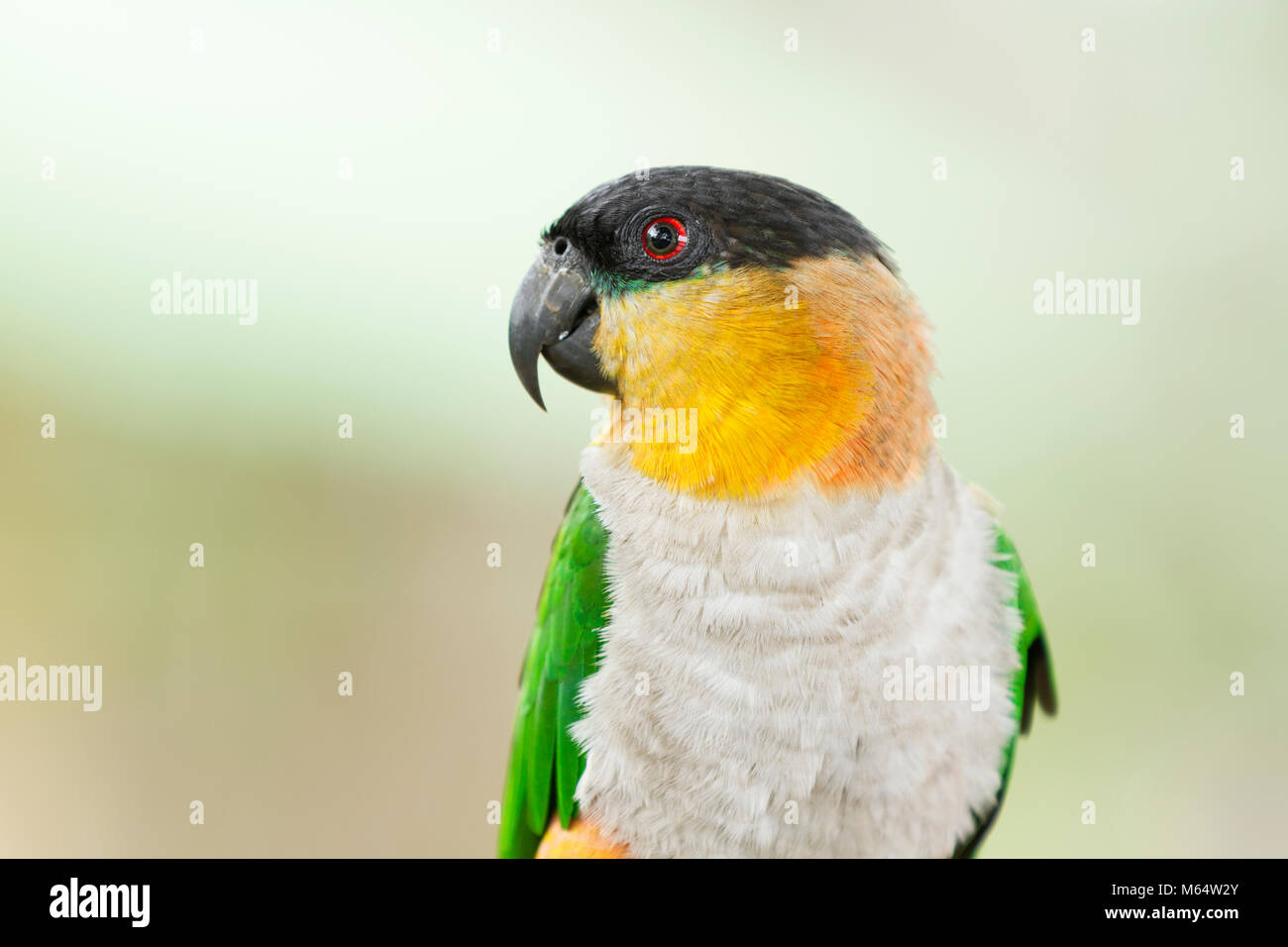 A colorful parrot Stock Photo - Alamy