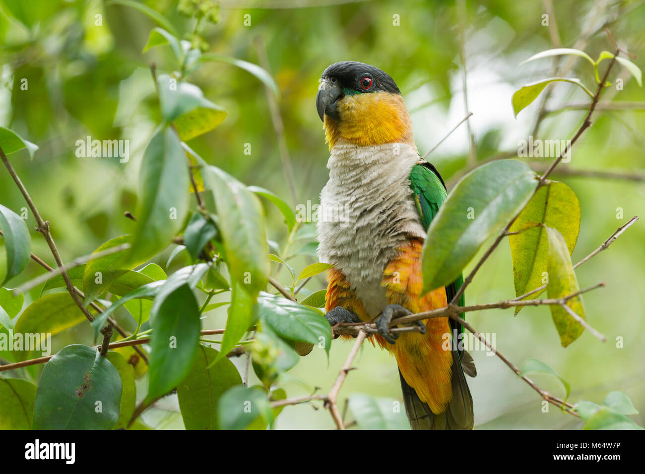 A colorful parrot Stock Photo - Alamy