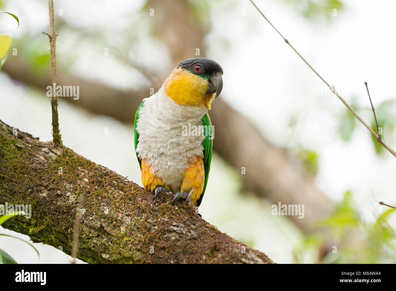 A colorful parrot Stock Photo - Alamy