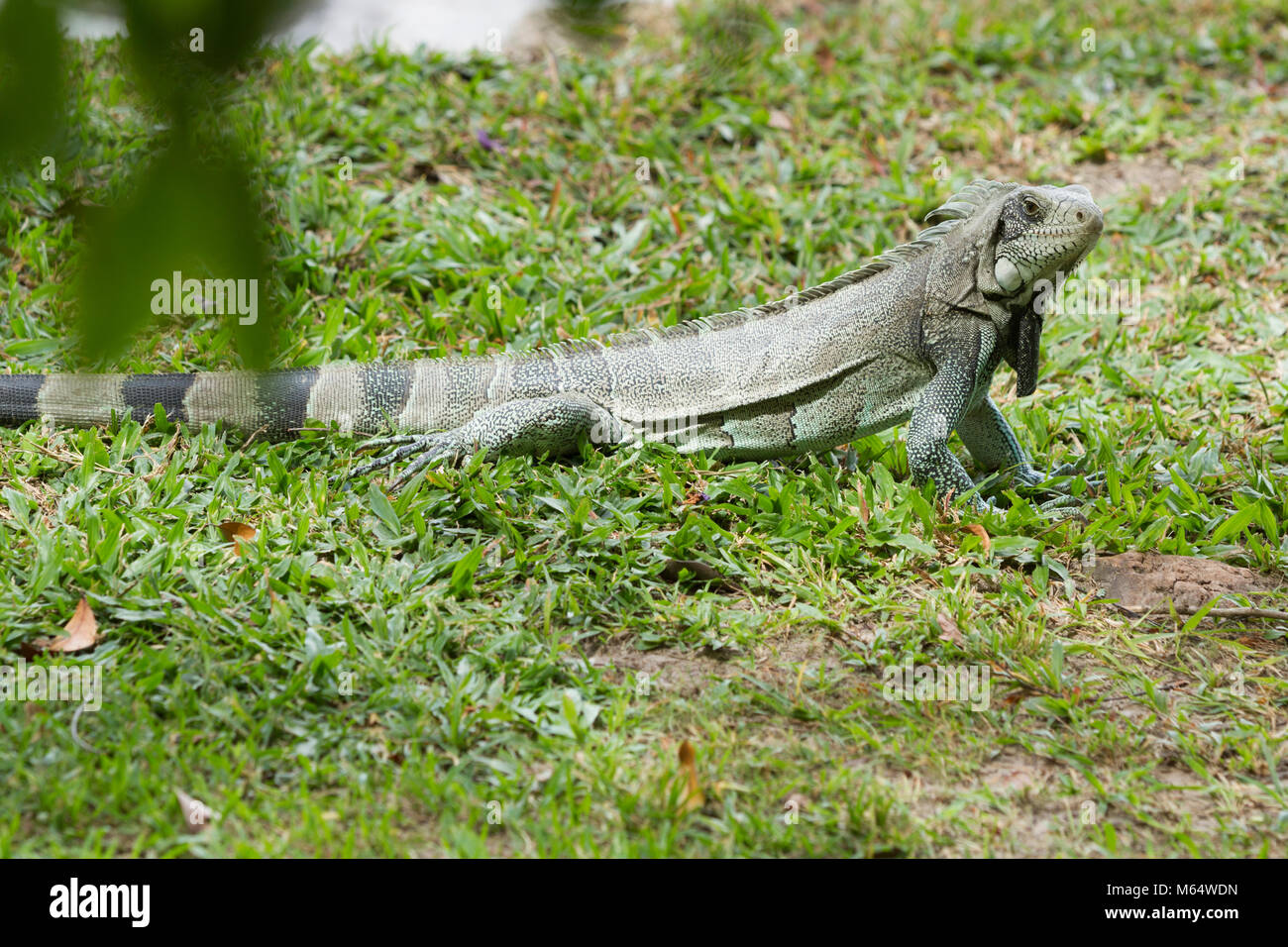 Iguana in Canaima National Park Stock Photo - Alamy