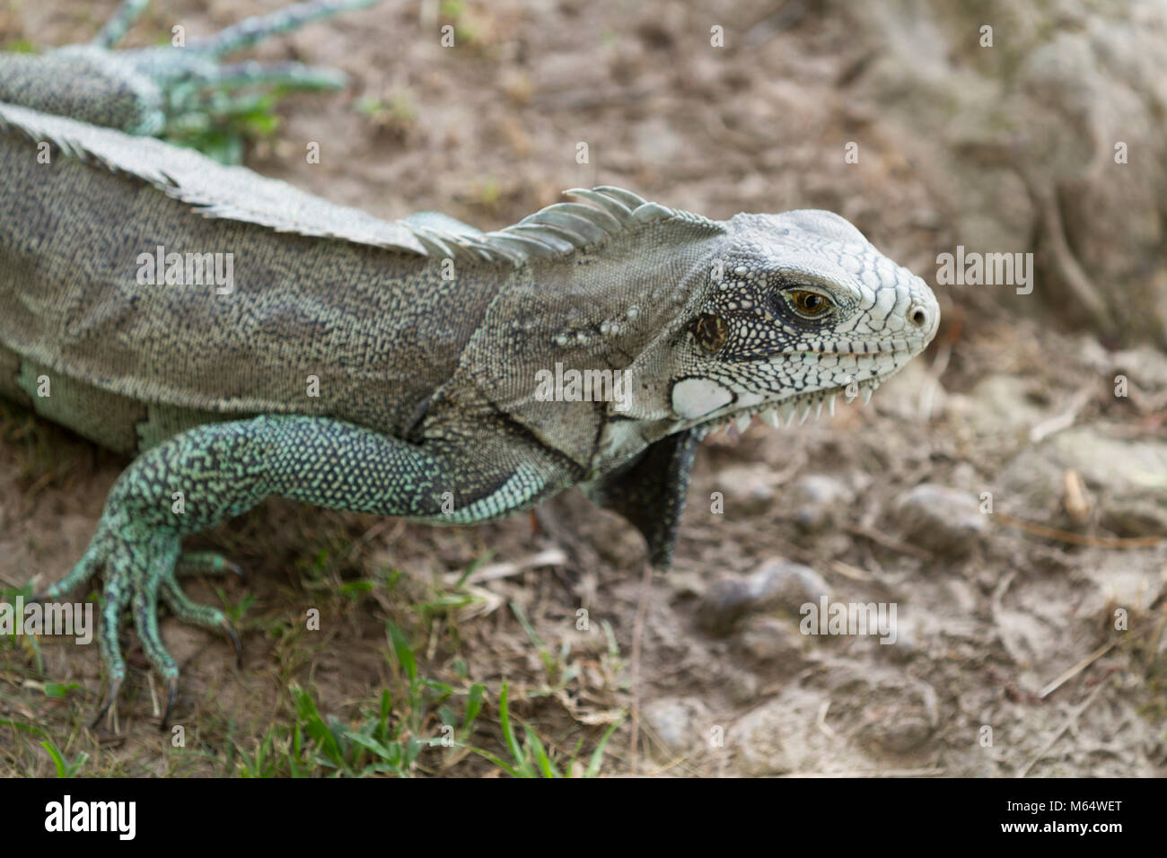 Iguana in Canaima National Park Stock Photo - Alamy