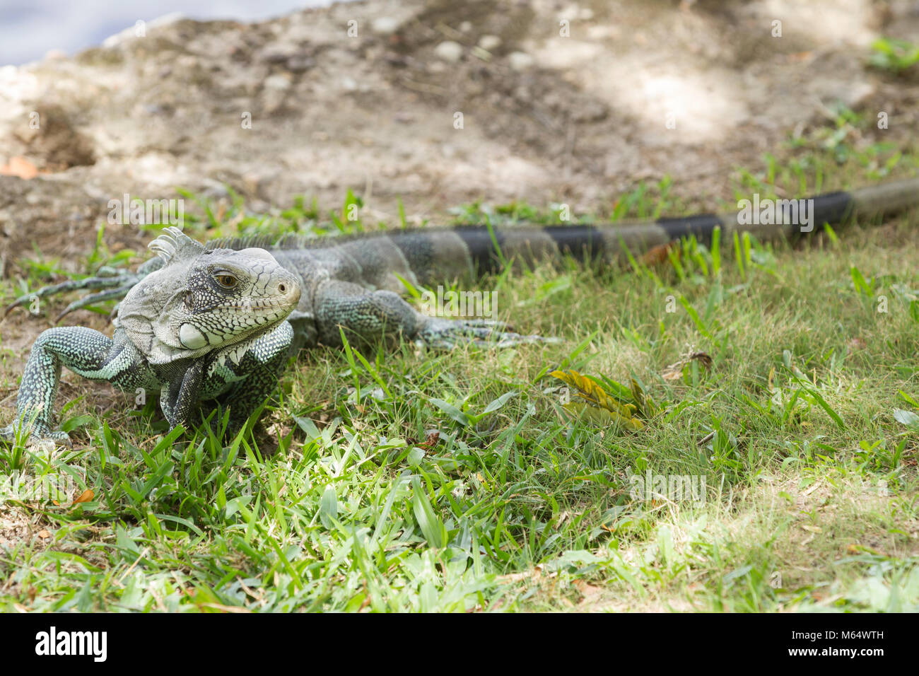 Iguana in Canaima National Park Stock Photo - Alamy