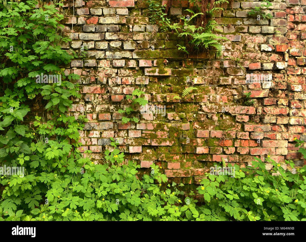Wall overgrown, ancient brick wall, background, texture, old ...