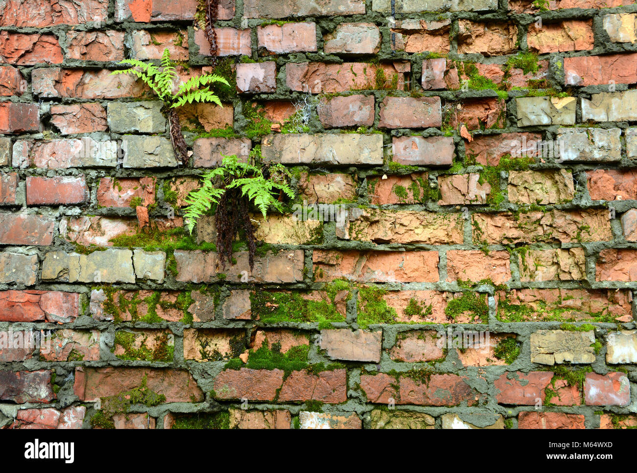 Wall overgrown, ancient brick wall, background, texture, old ...