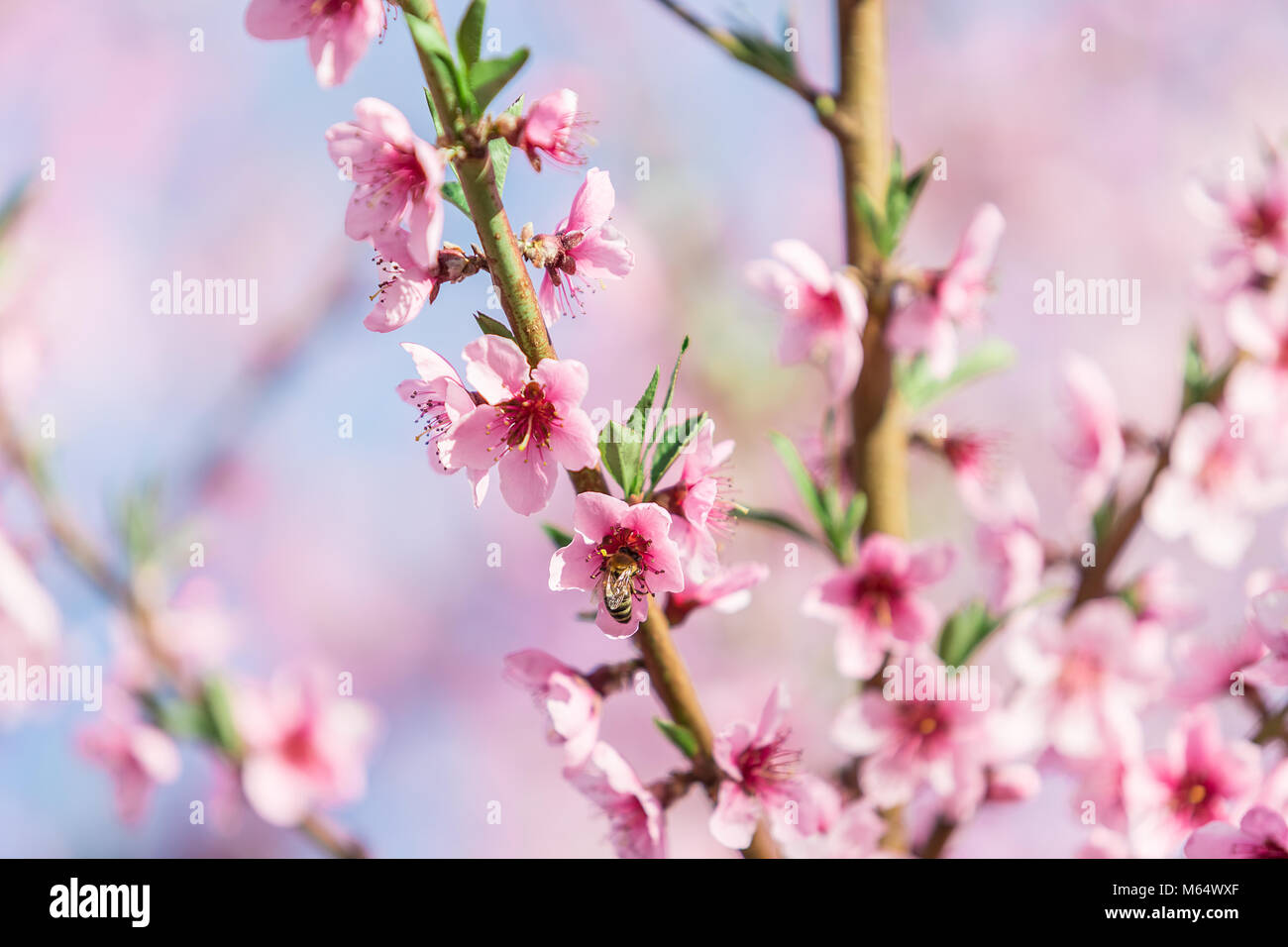 Beautiful blooming peach trees in spring on a Sunny day. Soft focus ...