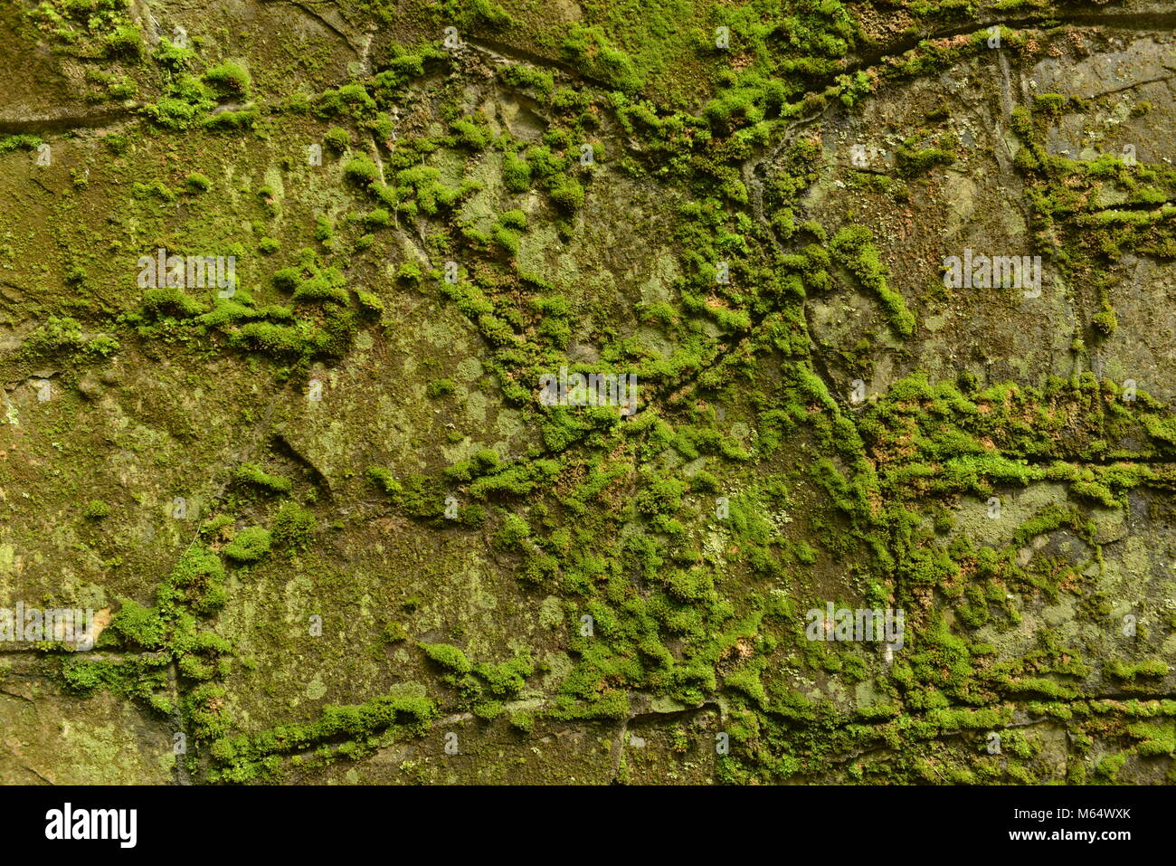Old cracked decay wall background covered in green moss and mold Stock ...