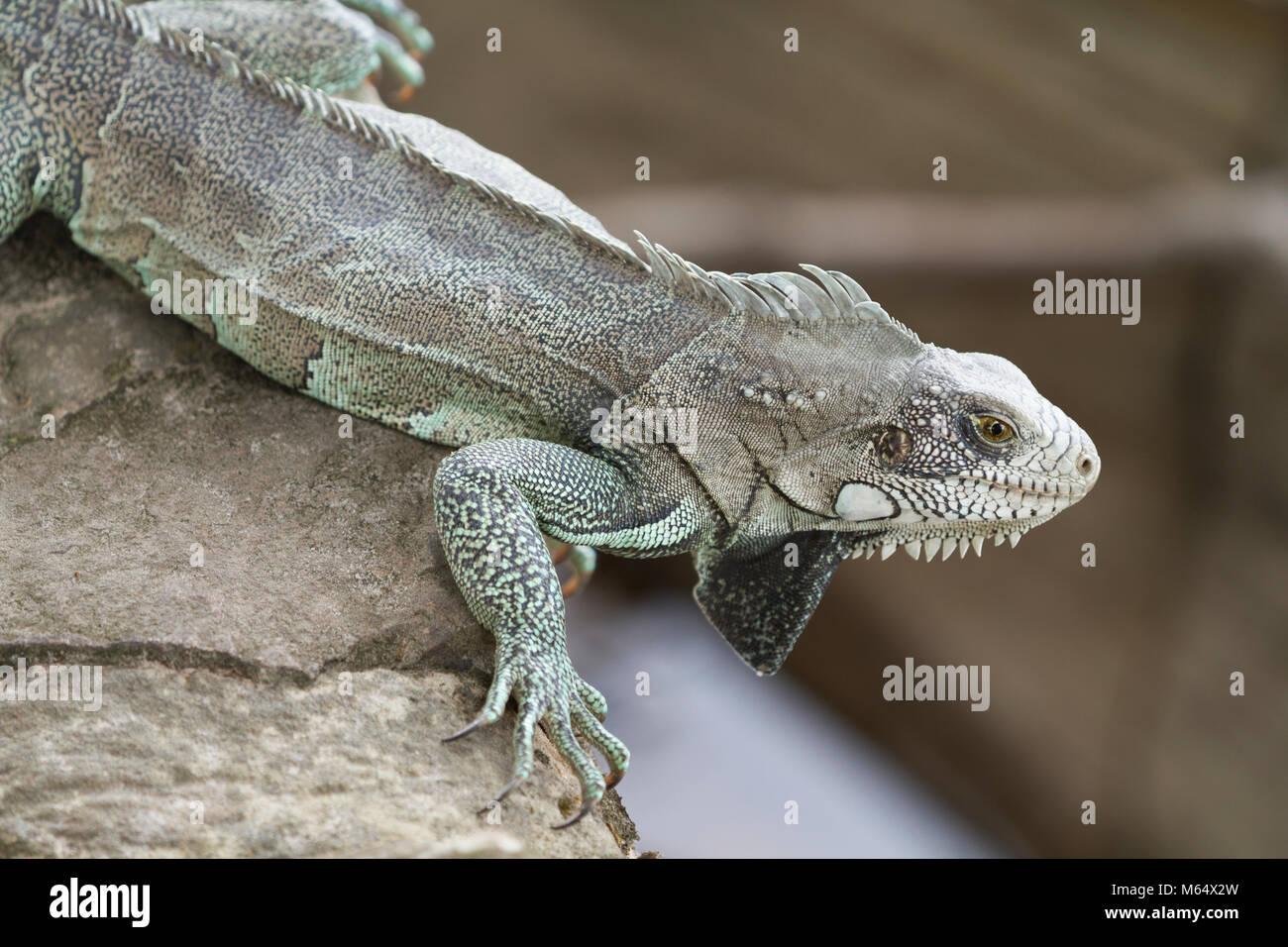 Iguana in Canaima National Park Stock Photo - Alamy