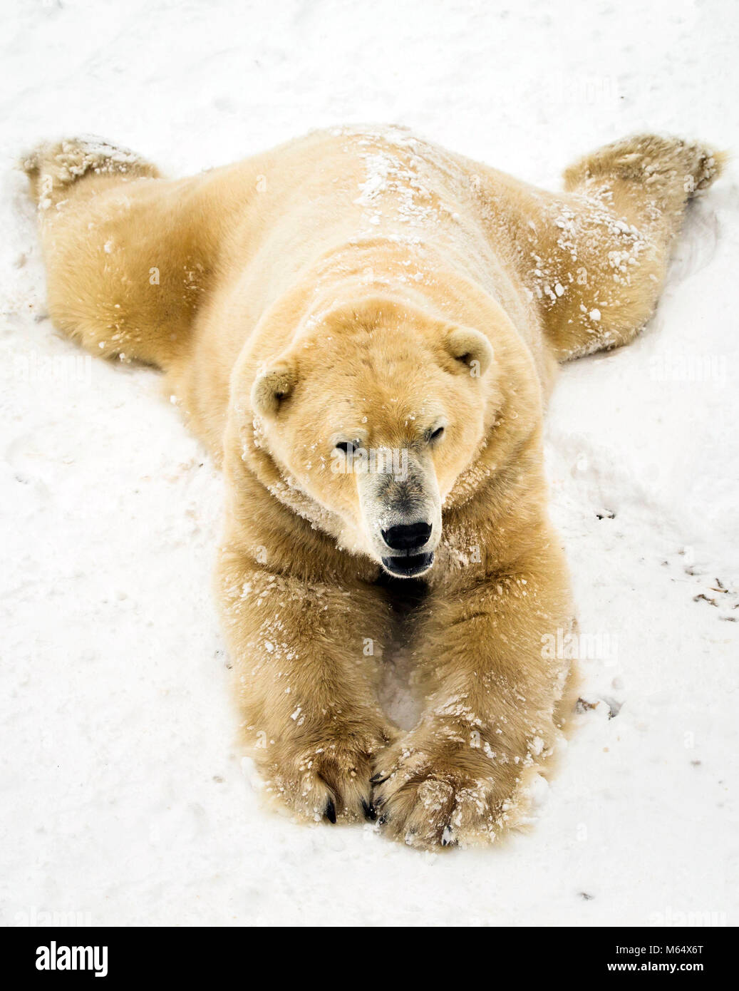 Victor the polar bear enjoys the snow at the Yorkshire Wildlife Park in ...