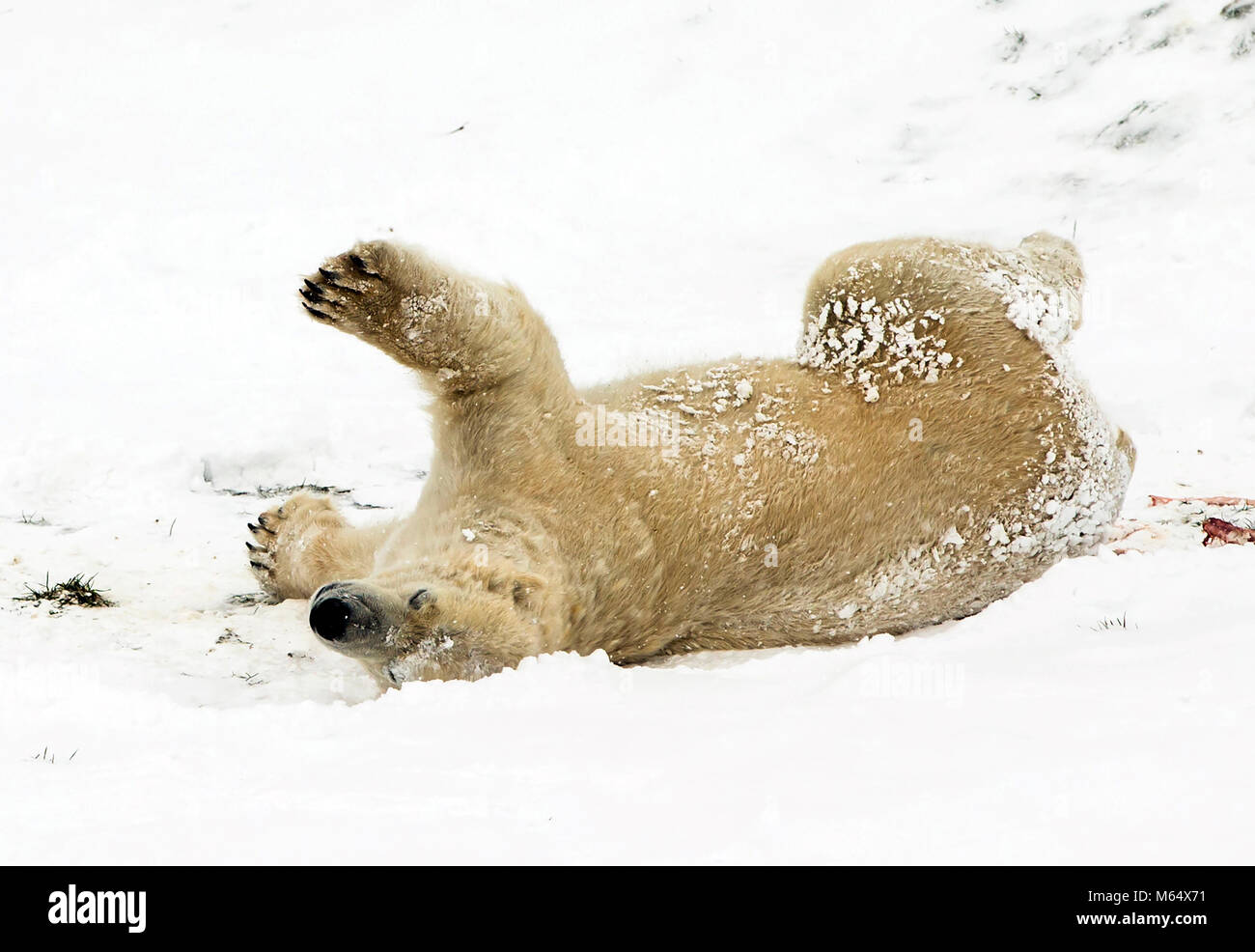 Victor the polar bear enjoys the snow at the Yorkshire Wildlife Park in ...