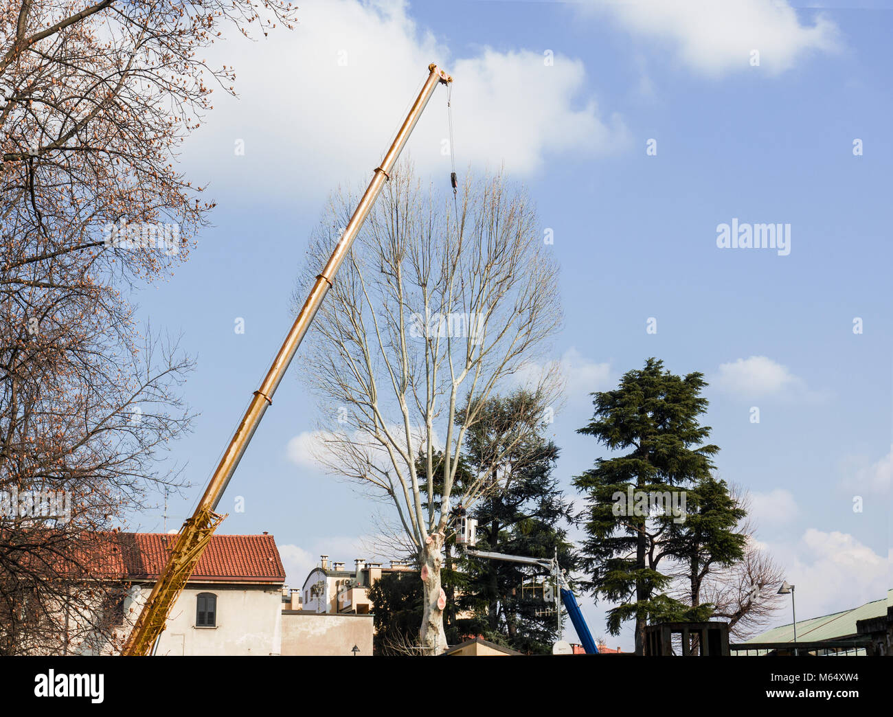large crane for cutting a century-old plane tree Stock Photo - Alamy