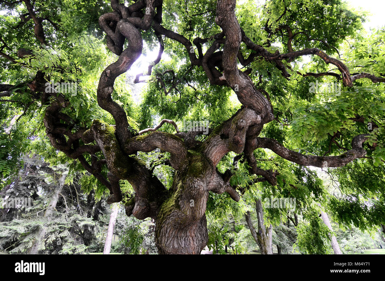 Curvy figure hi-res stock photography and images - Alamy