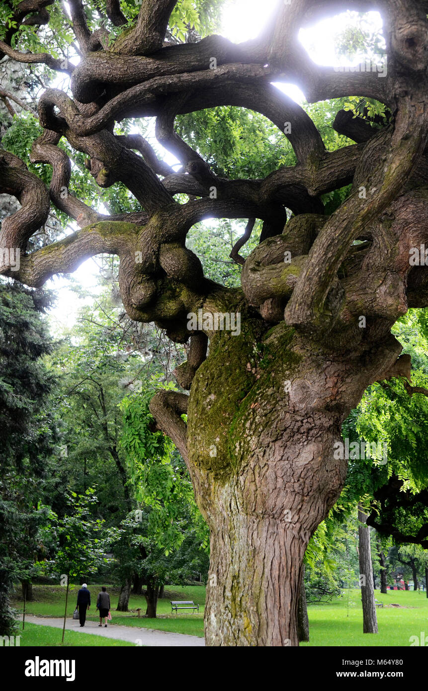 Old curvy scary green tree in the park Stock Photo - Alamy