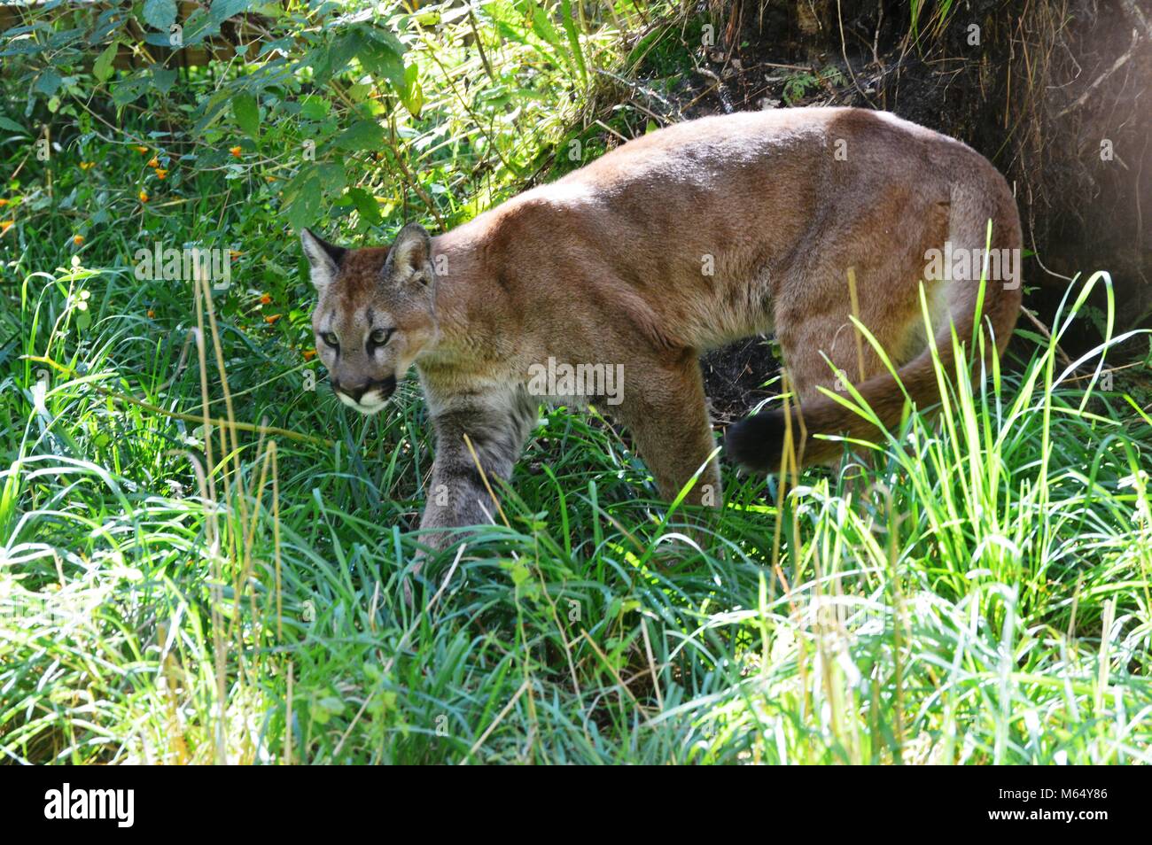 Wildcat puma on hunt Stock Photo - Alamy