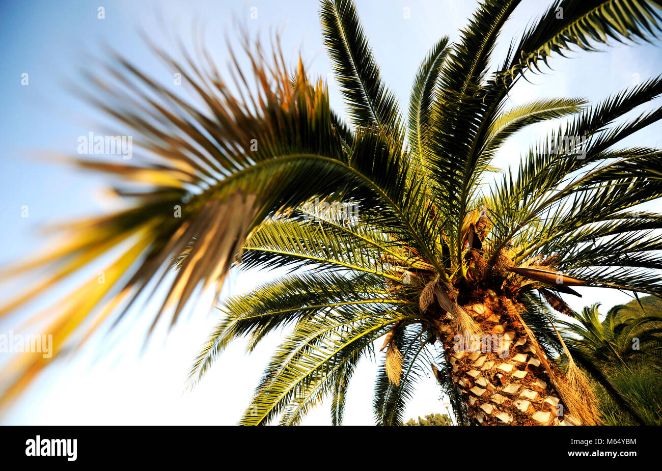 Beautiful green palm tree on summer day Stock Photo - Alamy