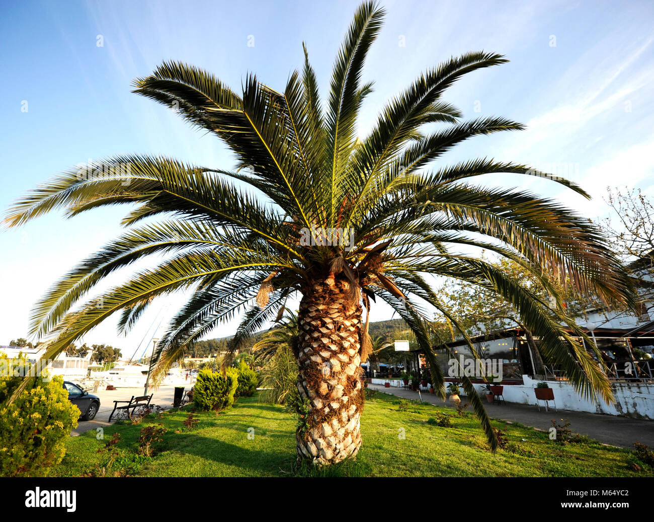 Beautiful green palm tree on summer day Stock Photo - Alamy