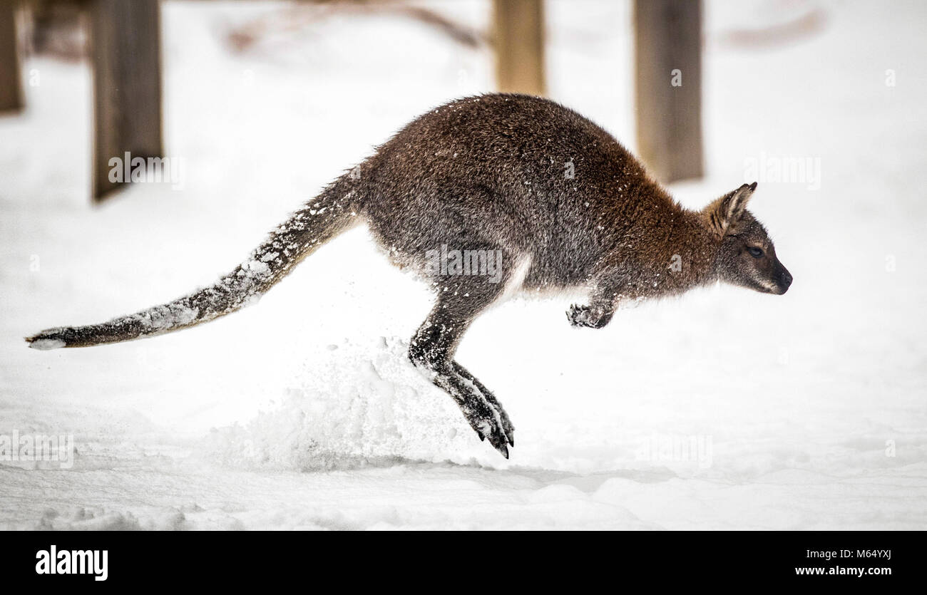 A Wallaby enjoys the snow at the Yorkshire Wildlife Park in Doncaster ...