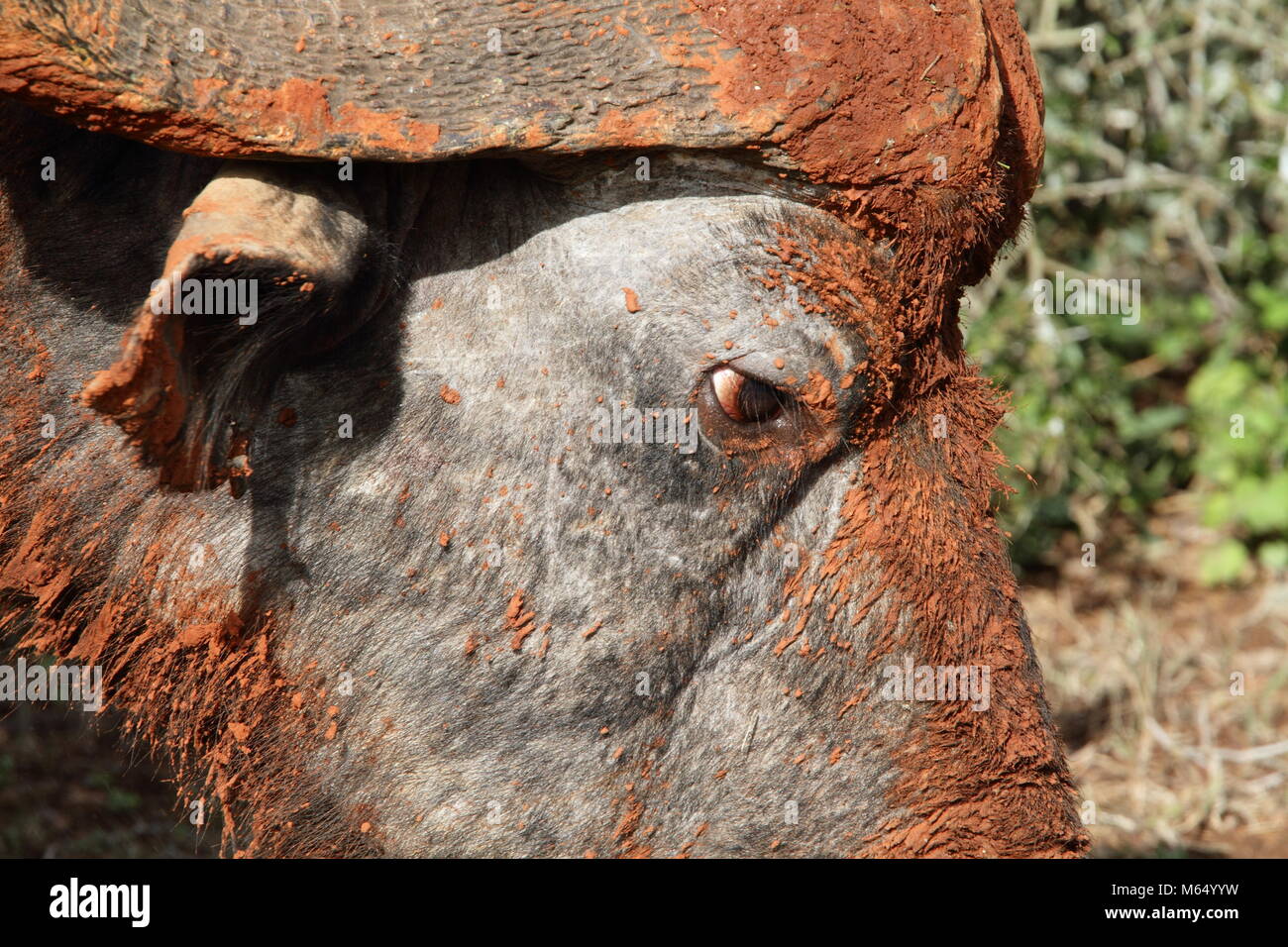 Heres mud in his eye Stock Photo - Alamy