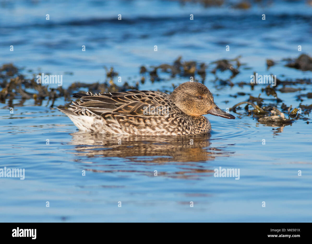 Teal female uk hi-res stock photography and images - Alamy