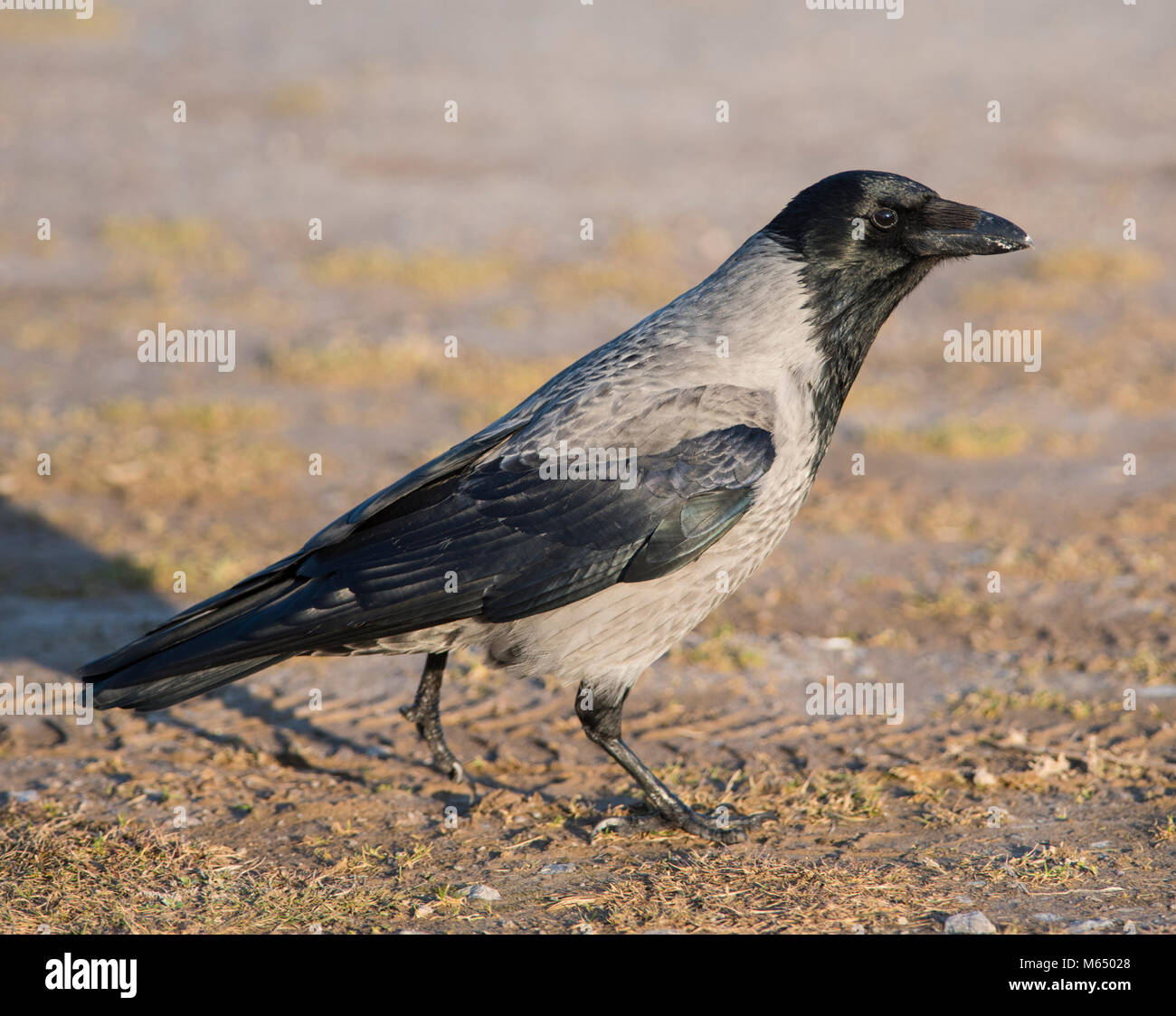 Hooded Crow (Corvus cornix) on a beach in evening sun Scotland Stock ...