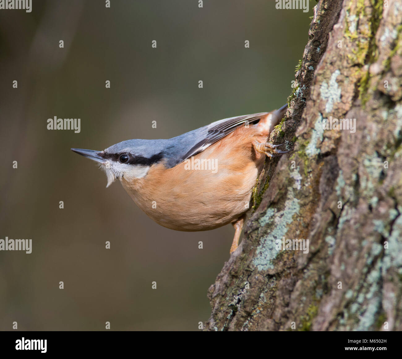 Nuthatch on a lichen covered oak tree hi-res stock photography and ...
