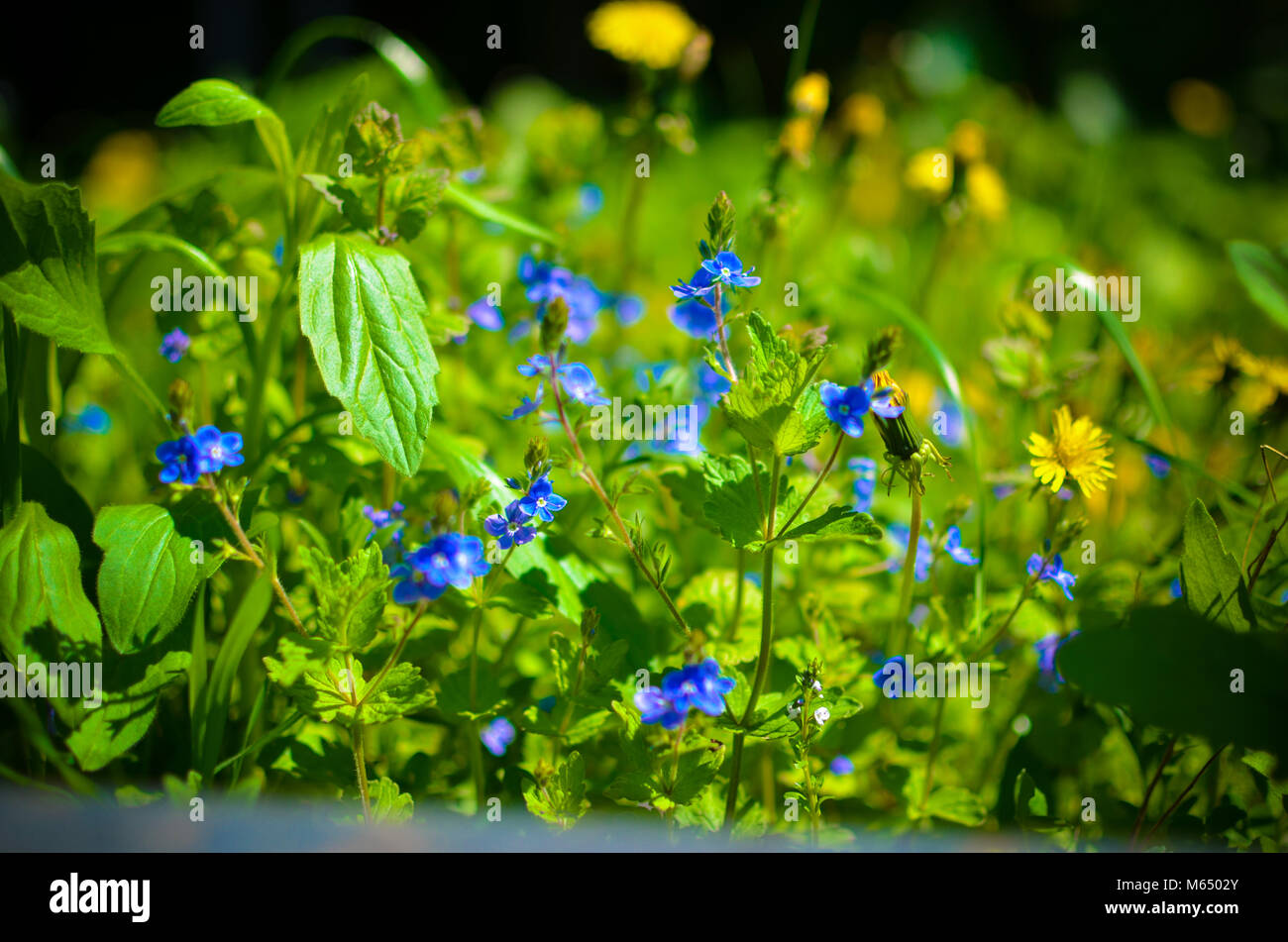 Background with fresh blue and yellow spring flowers field Stock Photo ...