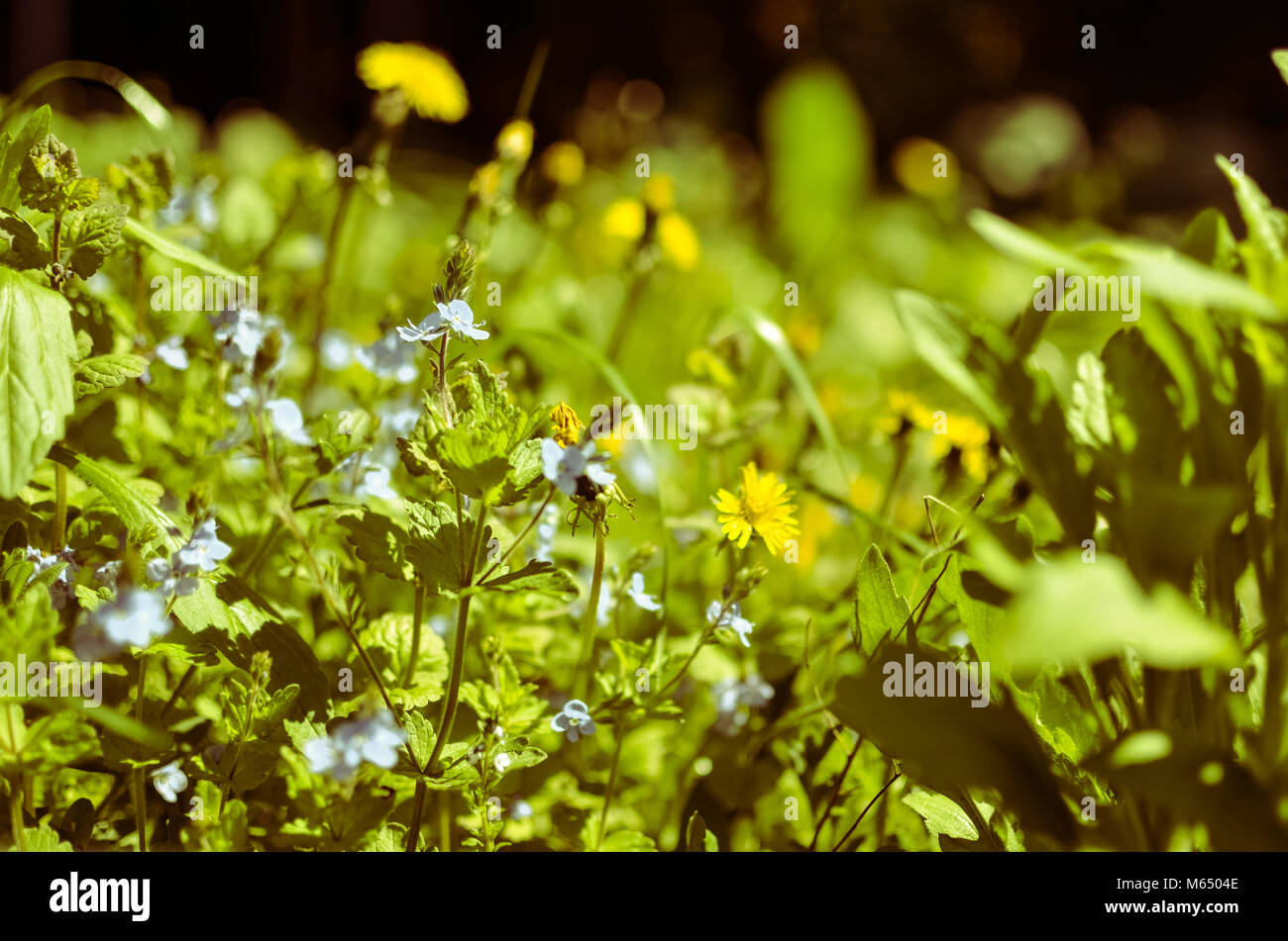 Background with fresh blue and yellow spring flowers field Stock Photo ...