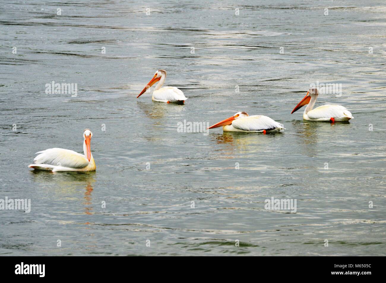 Canadian white pelicans hi-res stock photography and images - Alamy