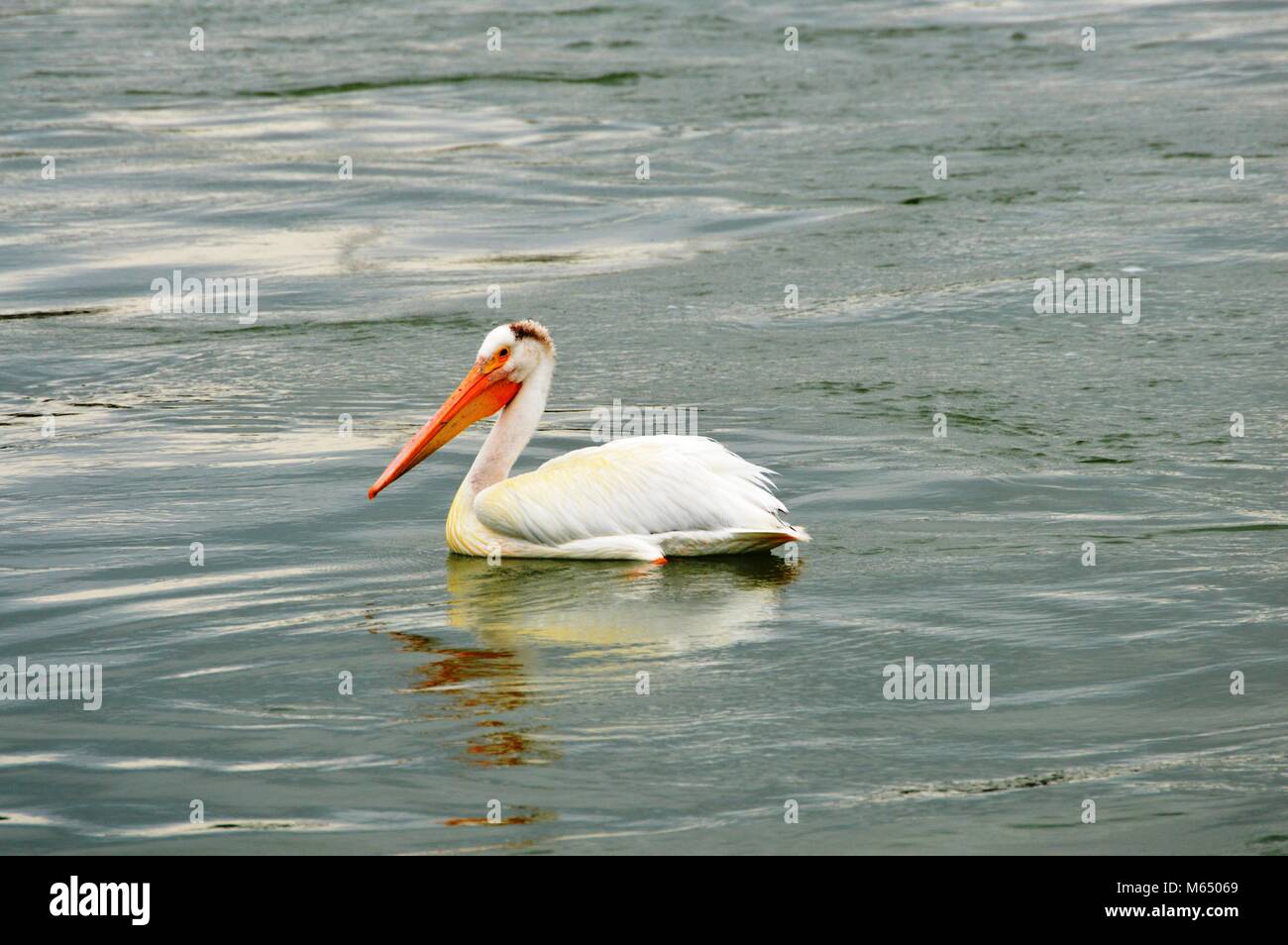 Canadian white pelicans hi-res stock photography and images - Alamy