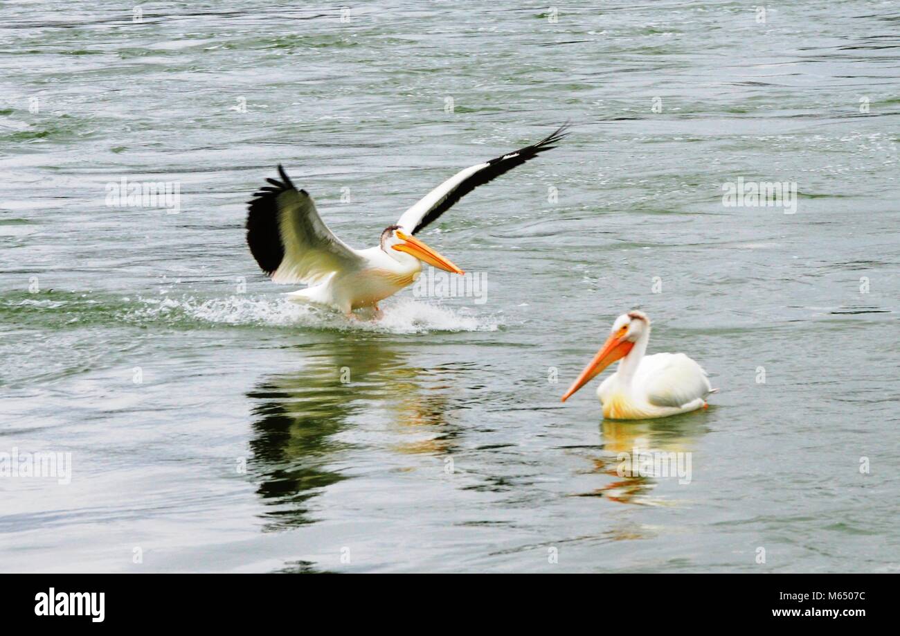 Canadian white pelicans hi-res stock photography and images - Alamy