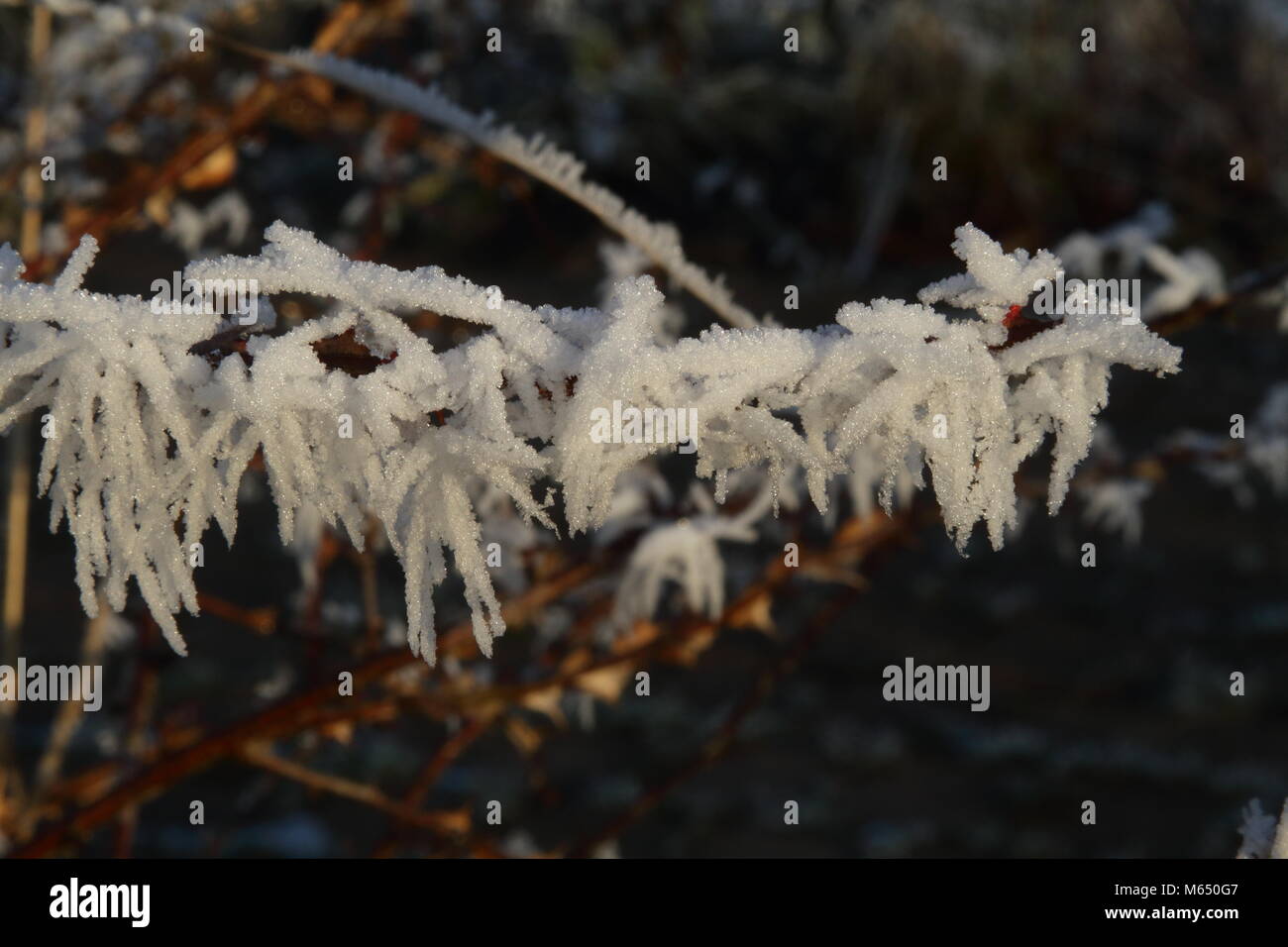 Feathery frost hi-res stock photography and images - Alamy
