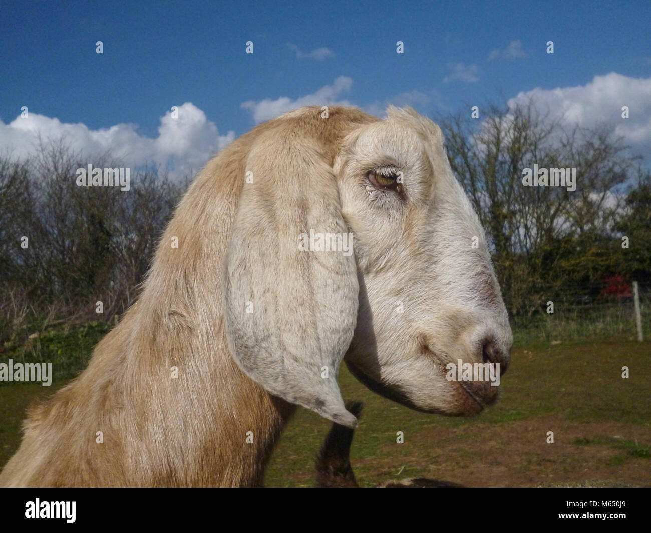 long floppy eared portrait of goat outside, side view and close up ...