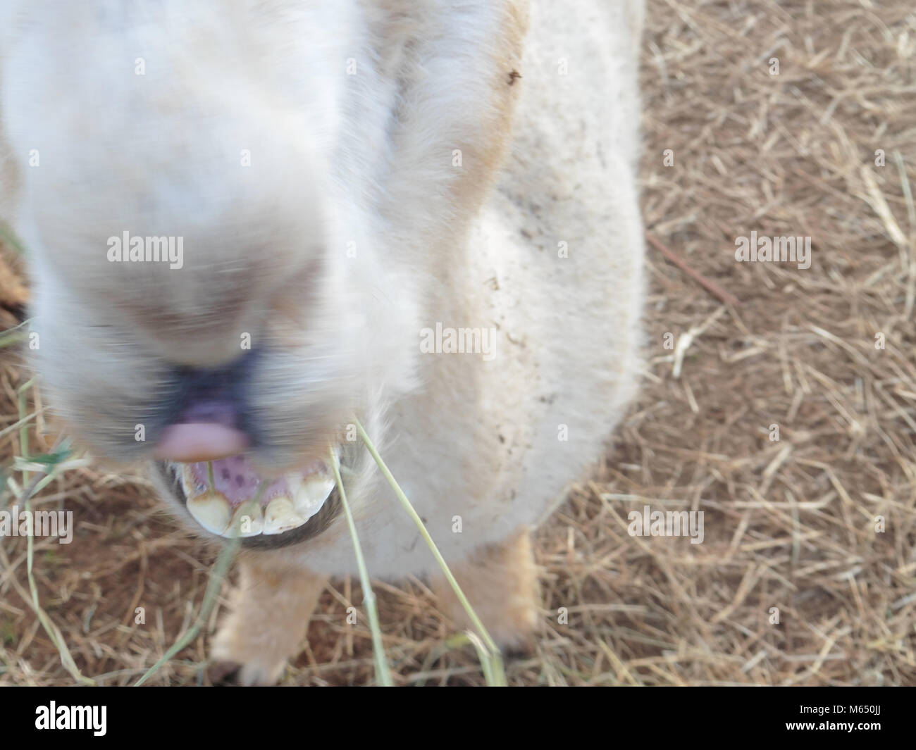 Extreme close up of domestic goat cropped to nose and teeth Stock Photo ...