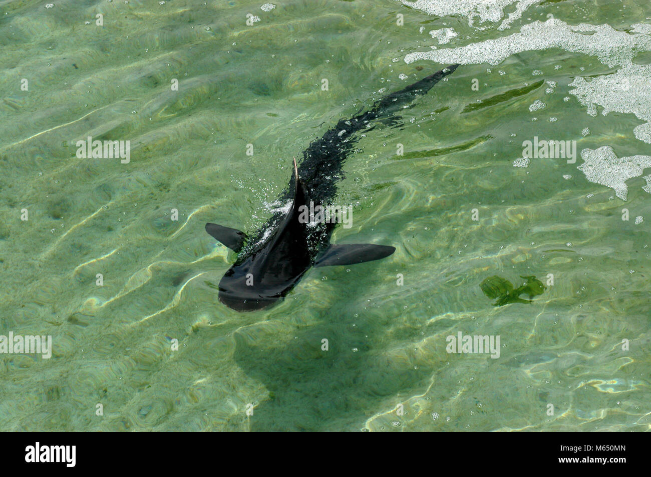 Shark swimming in shallow sea green water Stock Photo - Alamy
