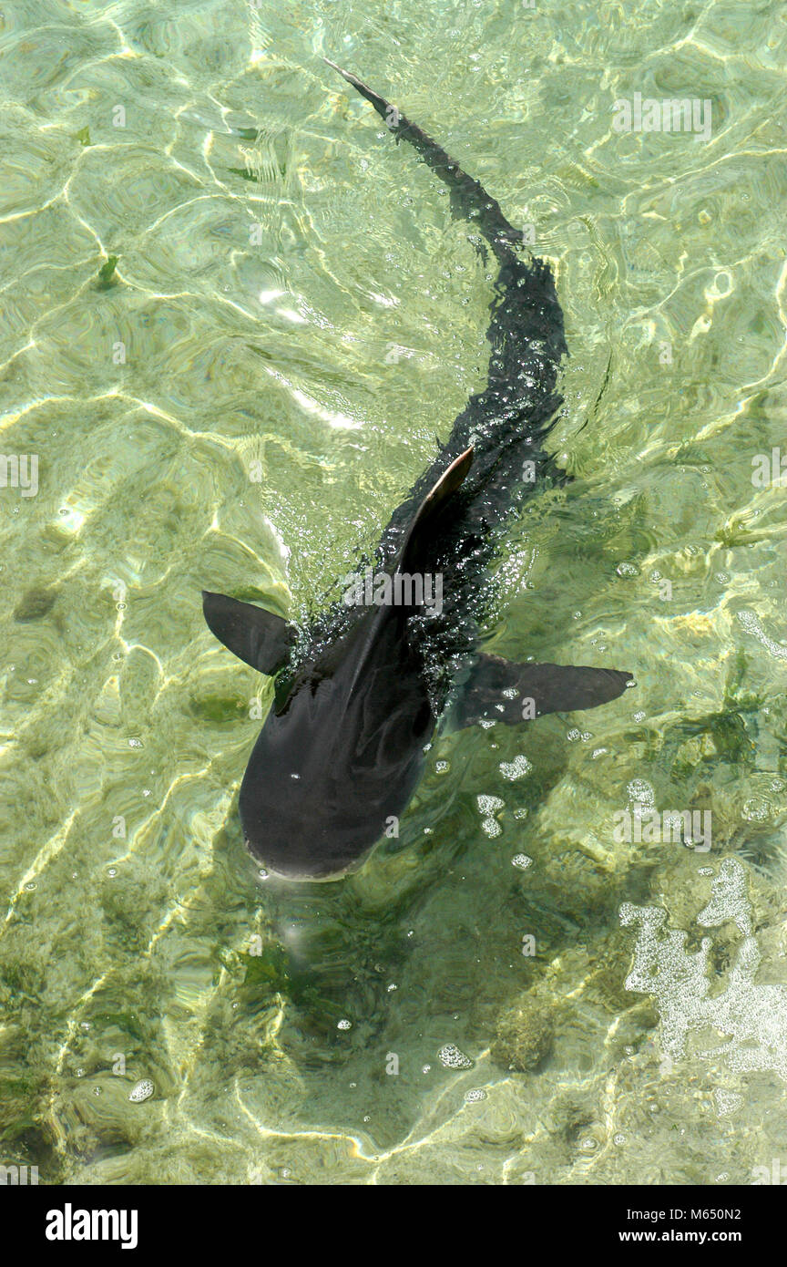 Shark swimming in shallow sea green water Stock Photo - Alamy
