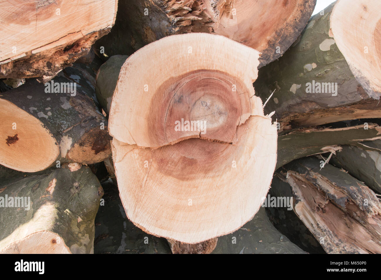 Wooden logs. Timber logging in a city forest. Freshly cut tree logs ...
