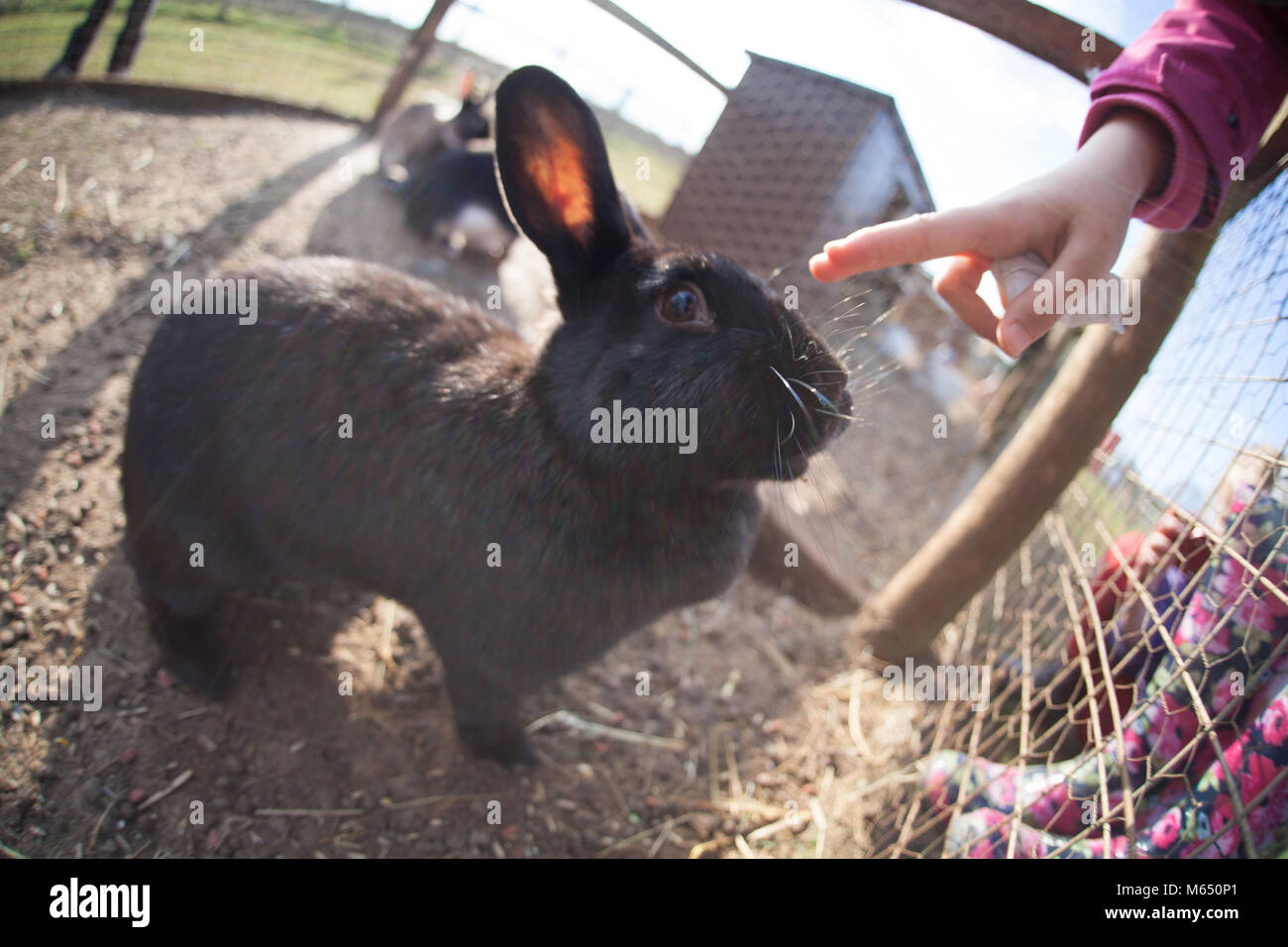 Child petting rabbit hi-res stock photography and images - Alamy