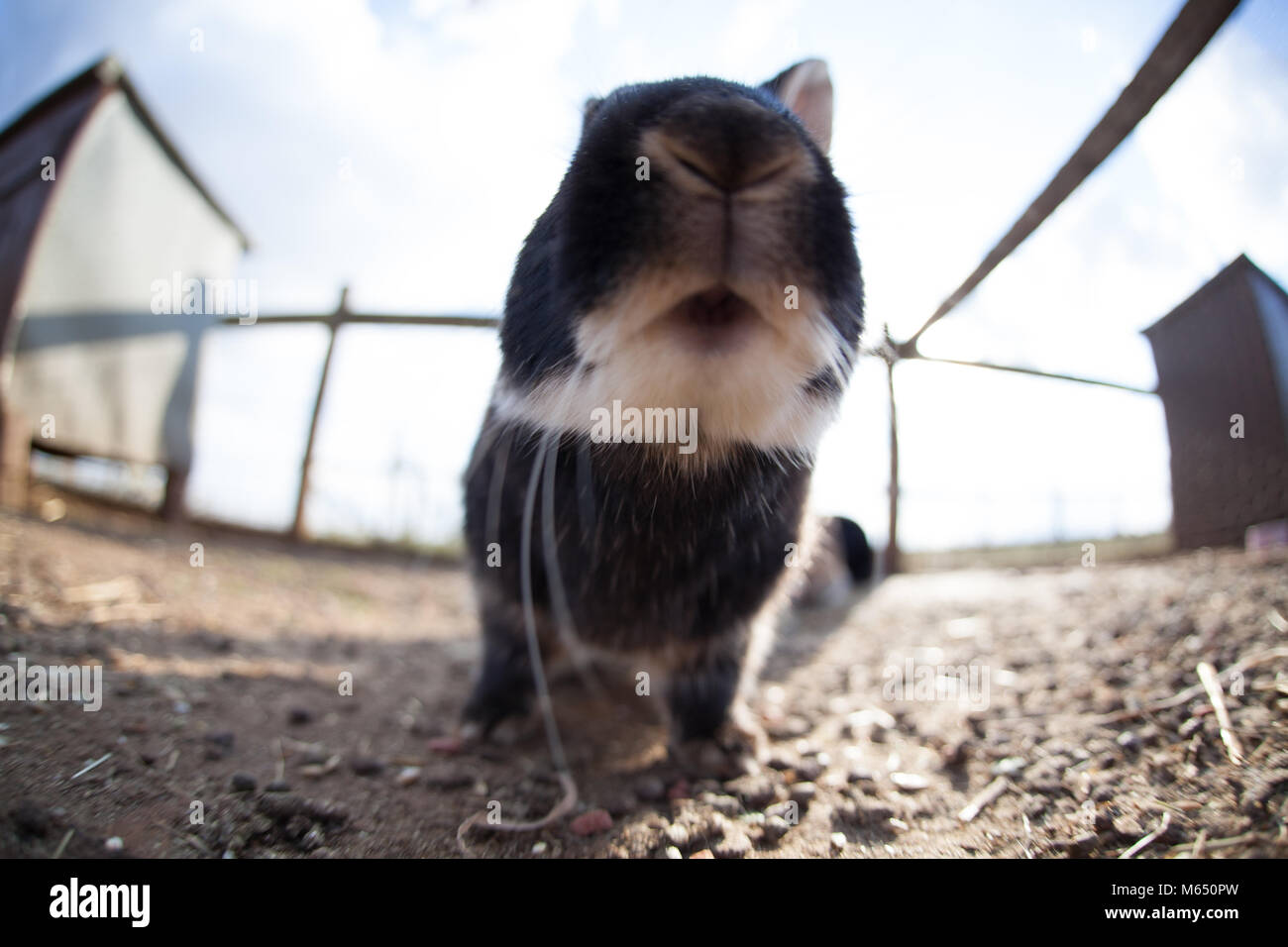 Black rabbit bunny white nose hi-res stock photography and images - Alamy