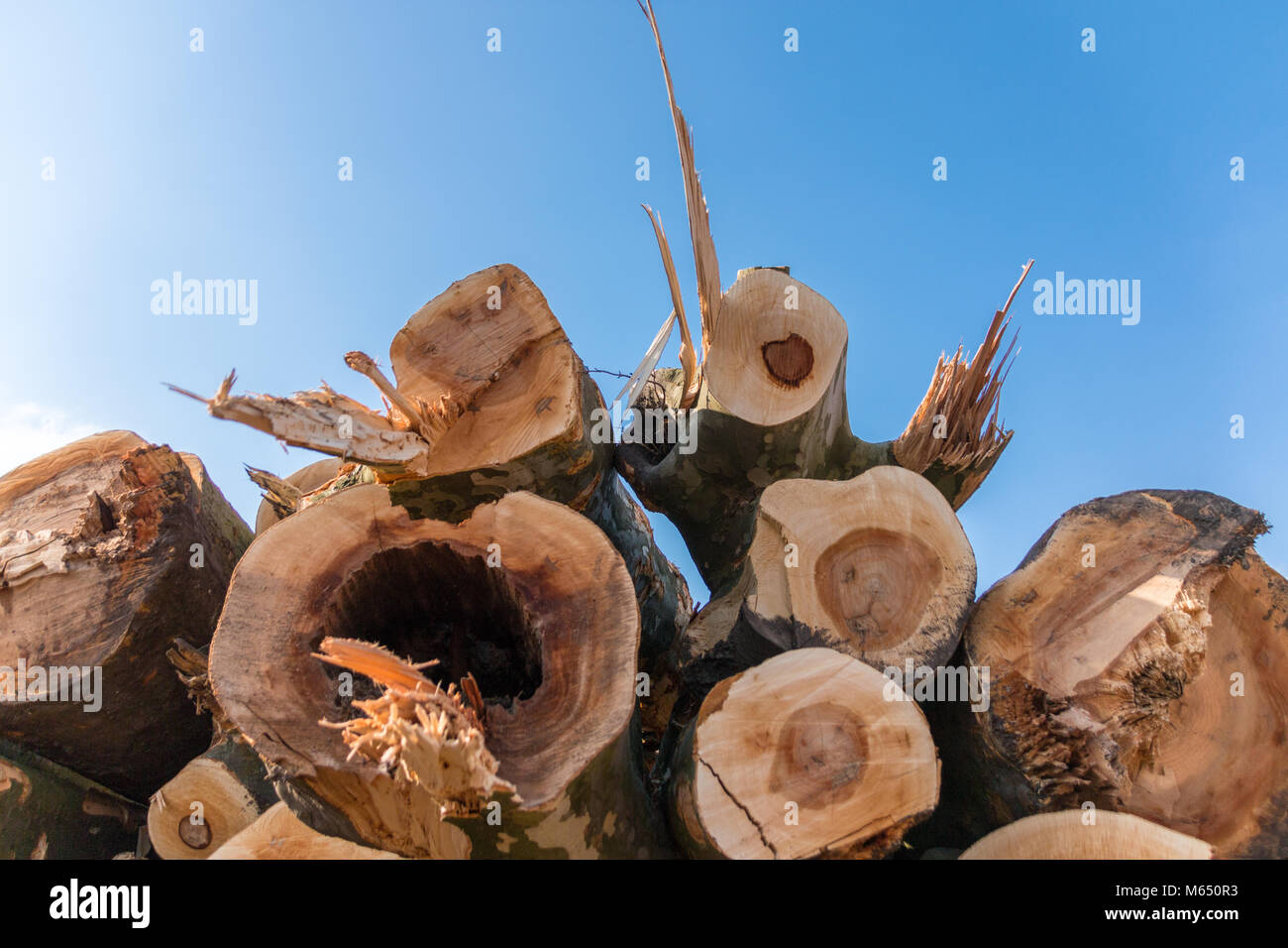 Wooden logs. Timber logging in a city forest. Freshly cut tree logs ...