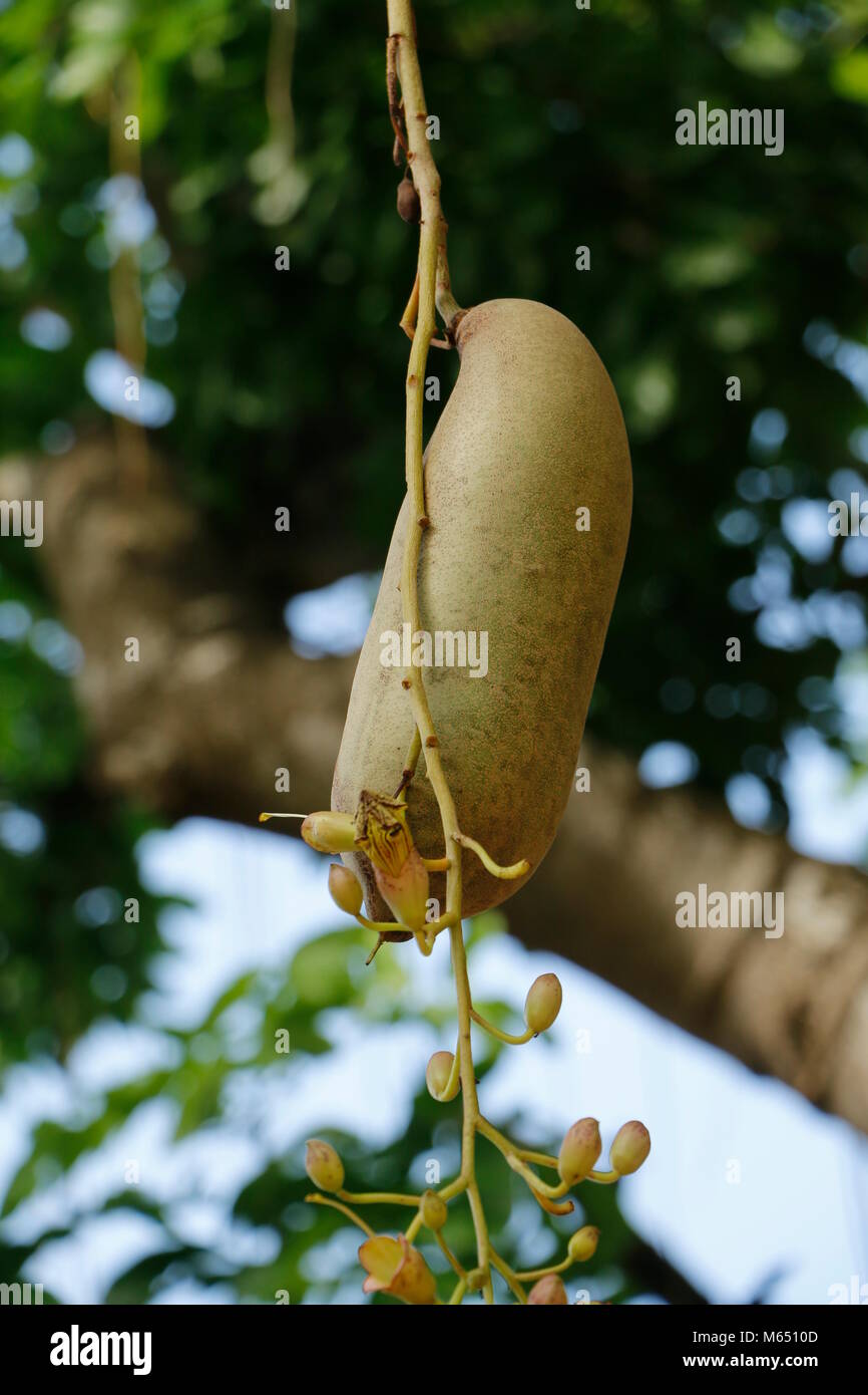 Unknown fruits in Africa Stock Photo - Alamy