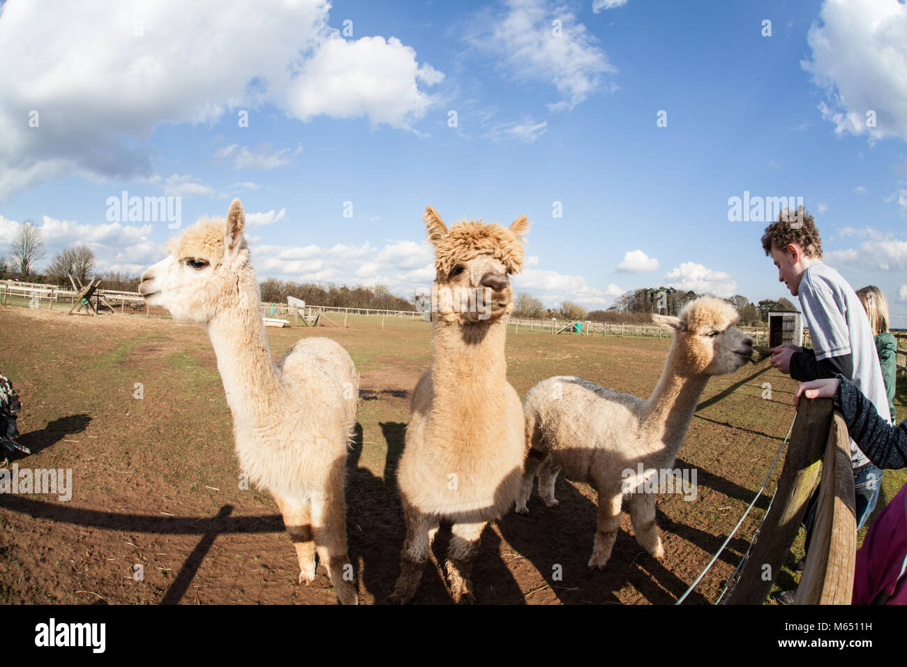 young boy talking to and feeding the llamas during a farm visit in the ...
