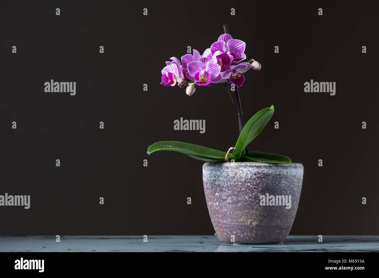 Small pink orchid (Phalaenopsis) in a flower pot, dark background Stock ...