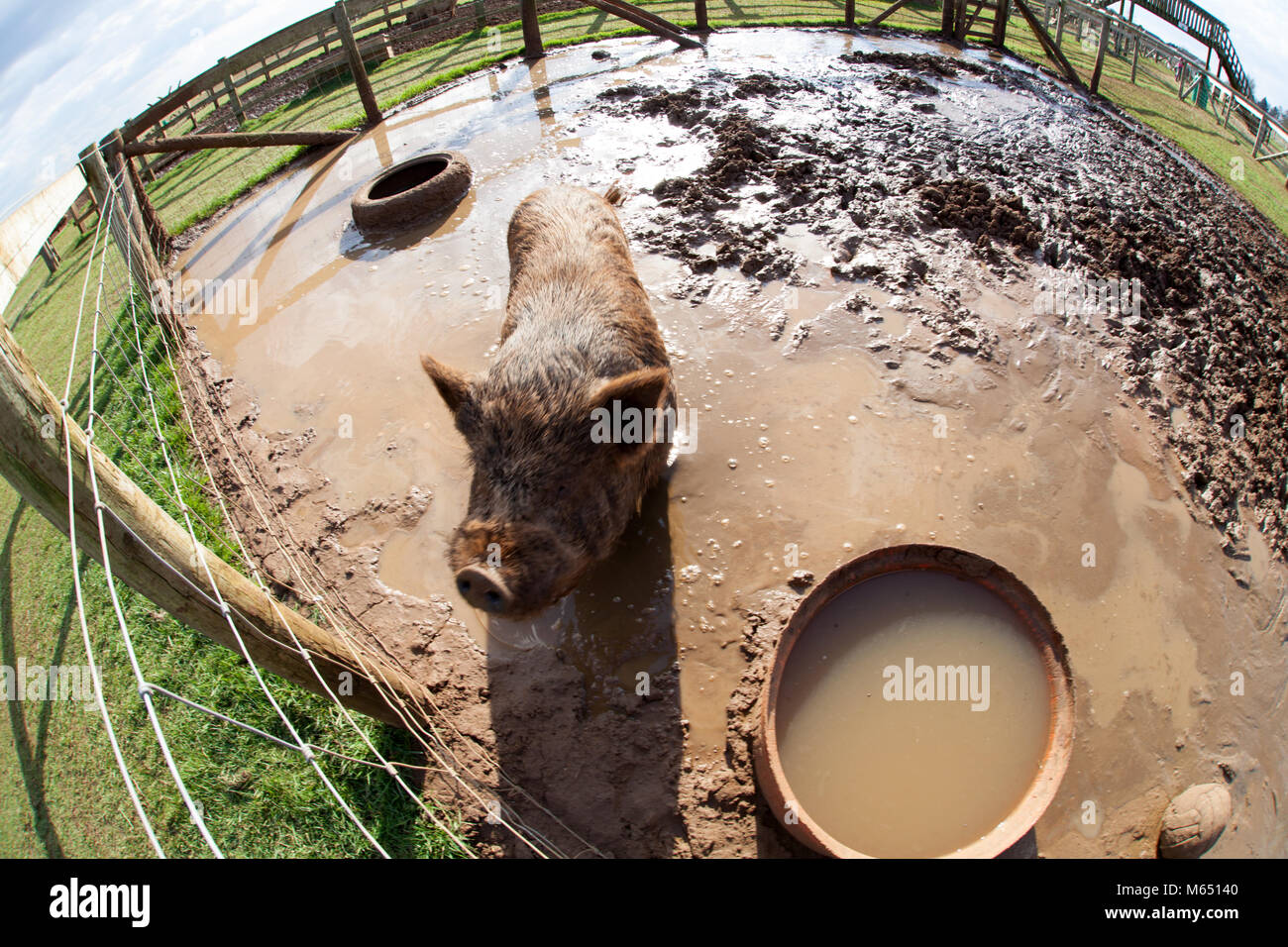 Pig pigsty sty barn hi-res stock photography and images - Alamy