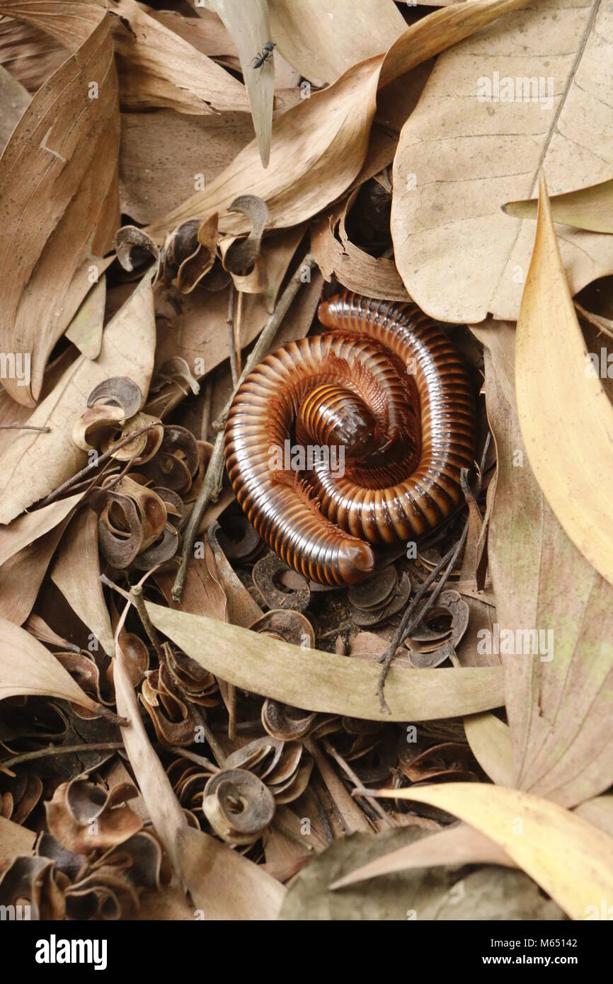 Centipede Black High Resolution Stock Photography and Images - Alamy