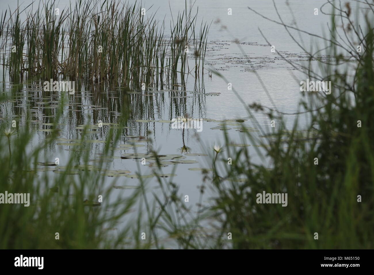 Lake with beautiful plants like lilies and reeds Stock Photo - Alamy