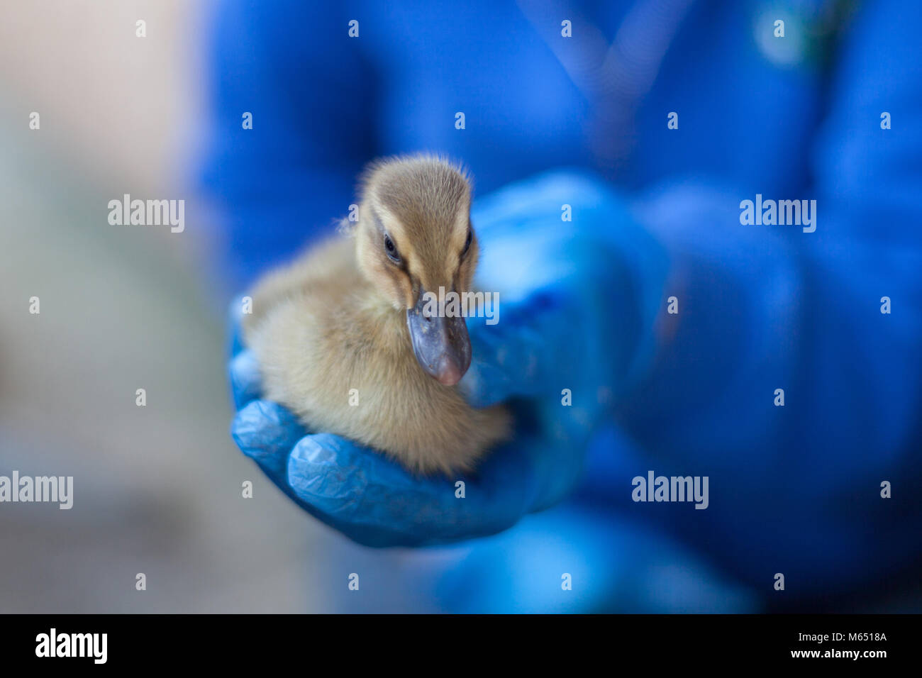 tiny baby chick in human hand showing scale of bird, very soft focus to ...