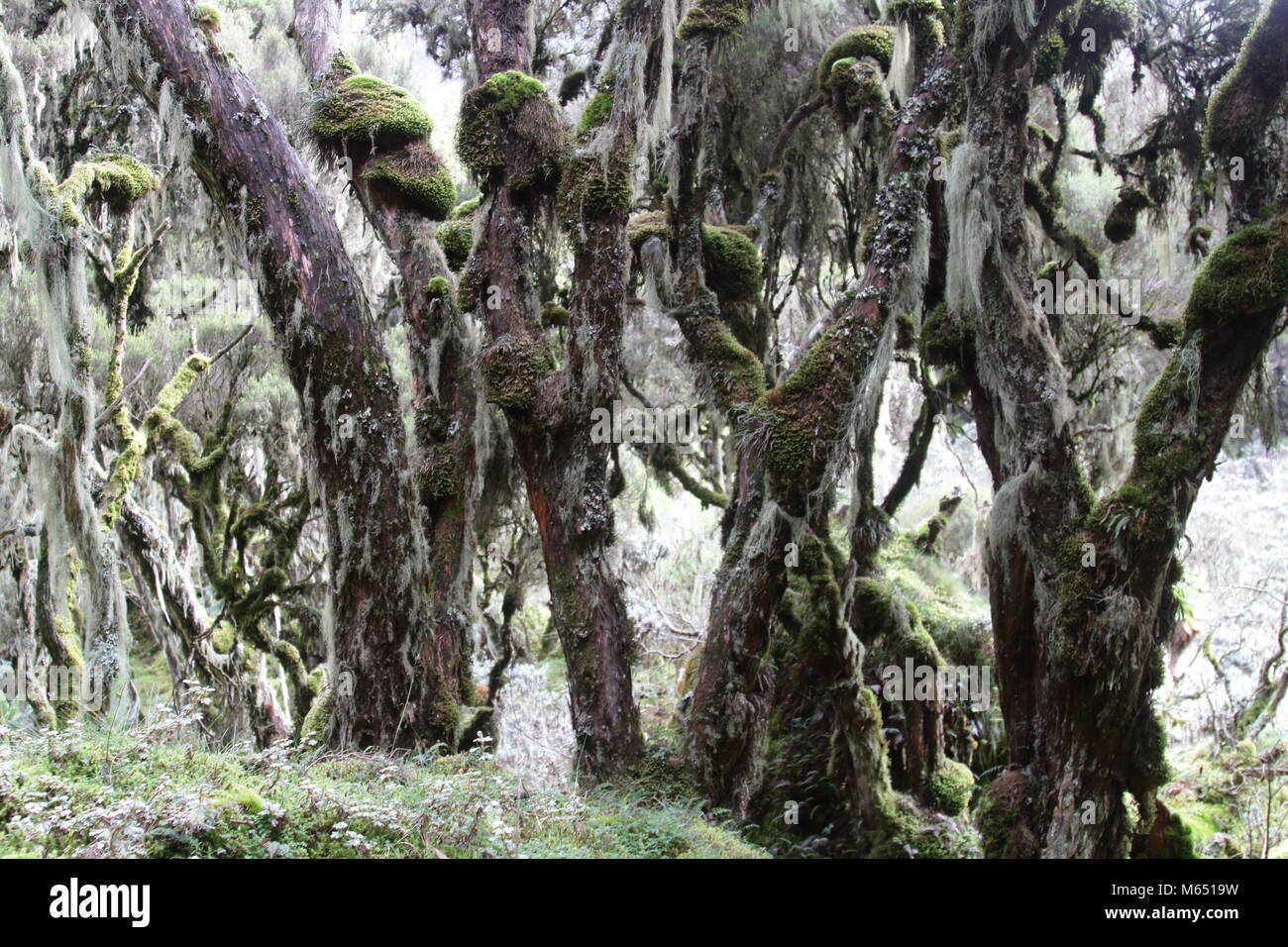 Giant heather trees rwenzori hi-res stock photography and images - Alamy
